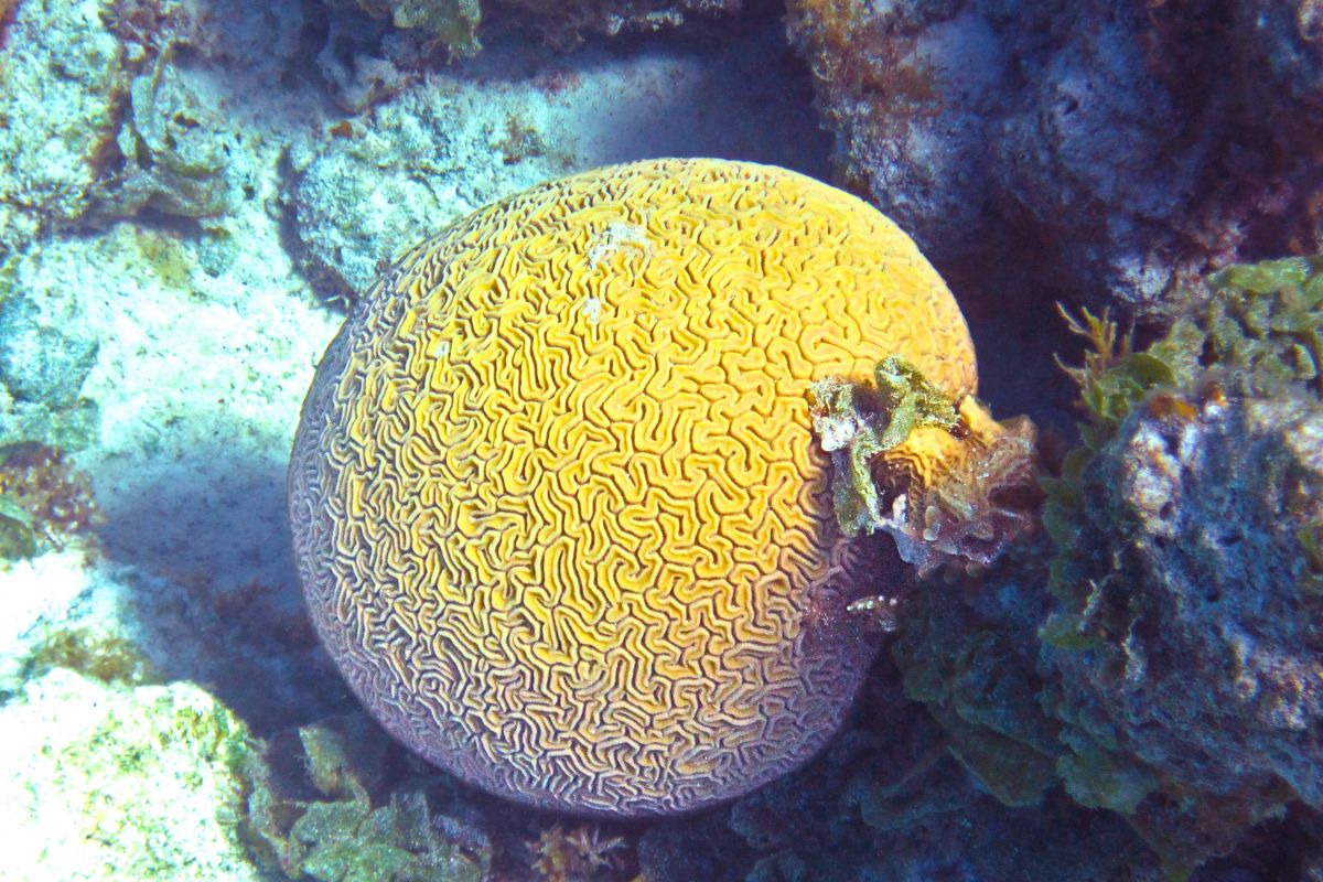 12 Different Types Of Coral - Avesei.com