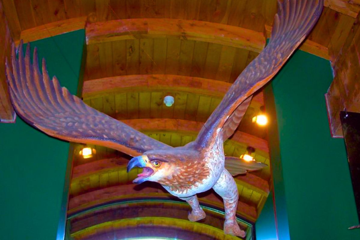 13 Different Types Of Eagles Present In The World - Avesei.com