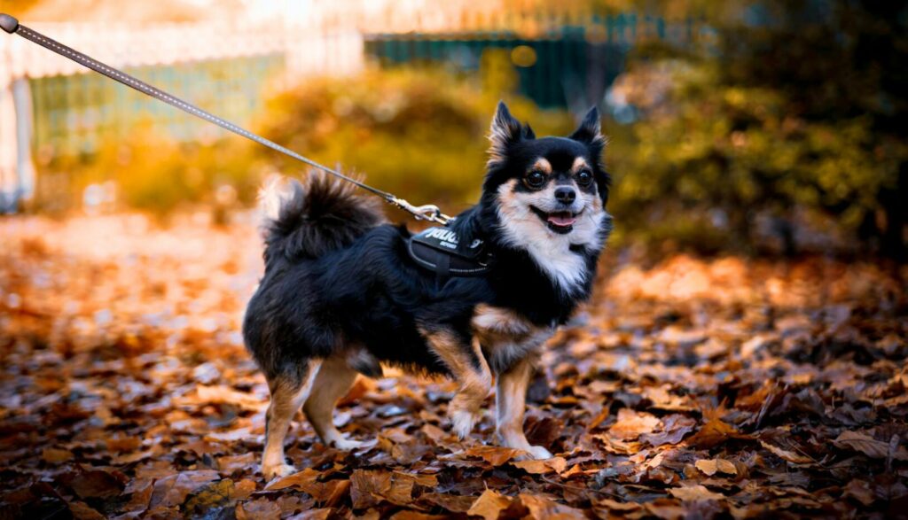 15 Healthiest Small Dog Breeds For Your Family