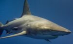 How Many Sharks Are Killed A Year Worldwide?