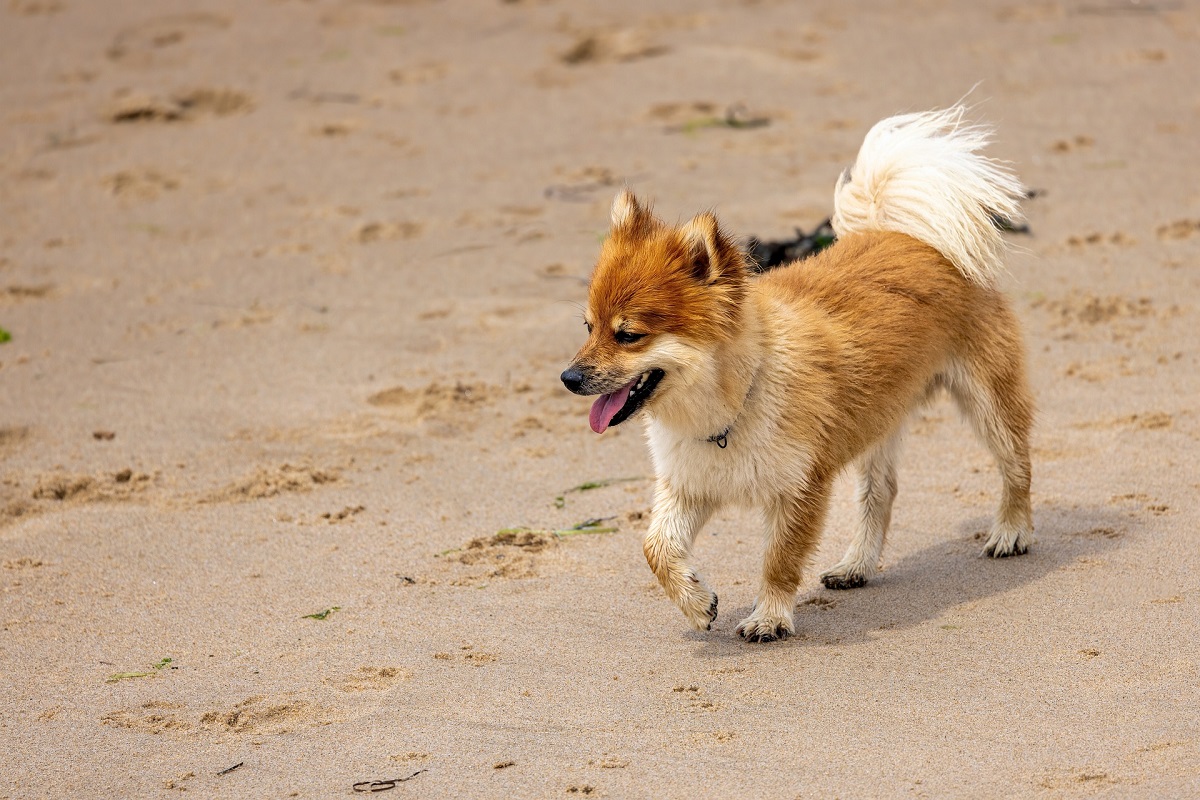 13 Dog Breeds That Look Like Foxes