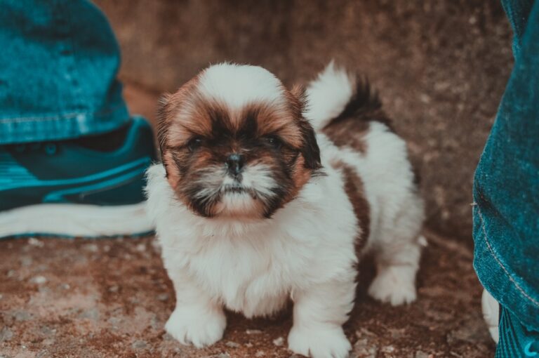 8 Types Of Shih Tzu Breeds - All You Need To Know!