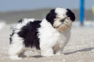 8 Types Of Shih Tzu Breeds - TOP DOG SITE