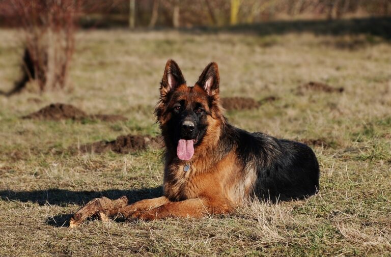 11 Dog Breeds That Look Like German Shepherds