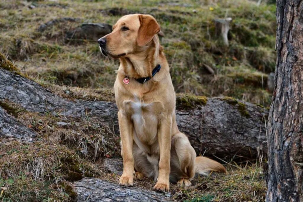 Top 10 Smartest Dog Breeds In The World - Tededer.com