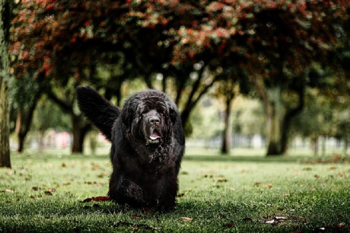 17 Most Affectionate Dog Breeds Known For Their Cuddles