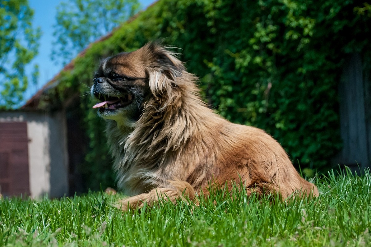 19 Dog Breeds That Stay Small Forever