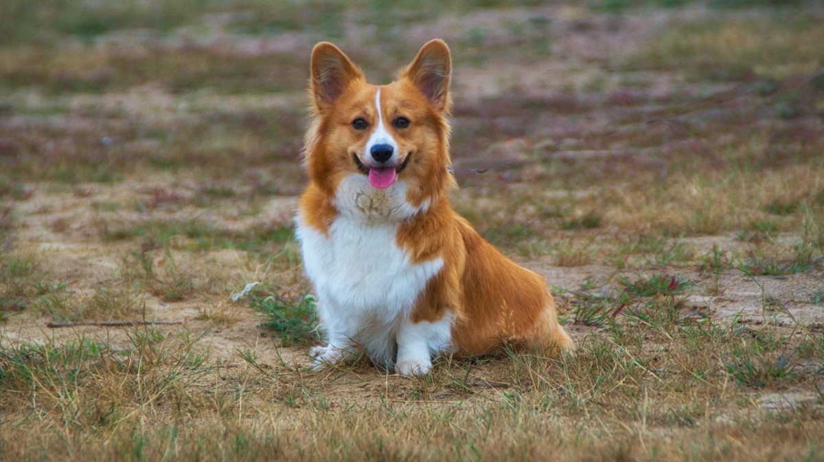 13 Dog Breeds That Look Like Foxes