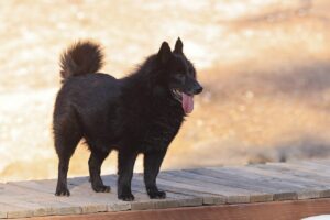 13 Dog Breeds That Look Like Foxes