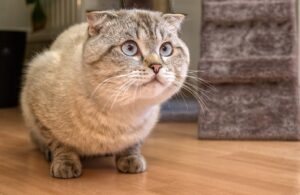 15 Short-Haired Cat Breeds - Less Brushing, More Cuddling!