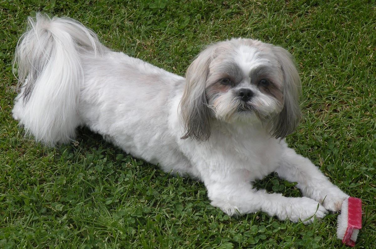 11 Dog Breeds With Floppy Ears