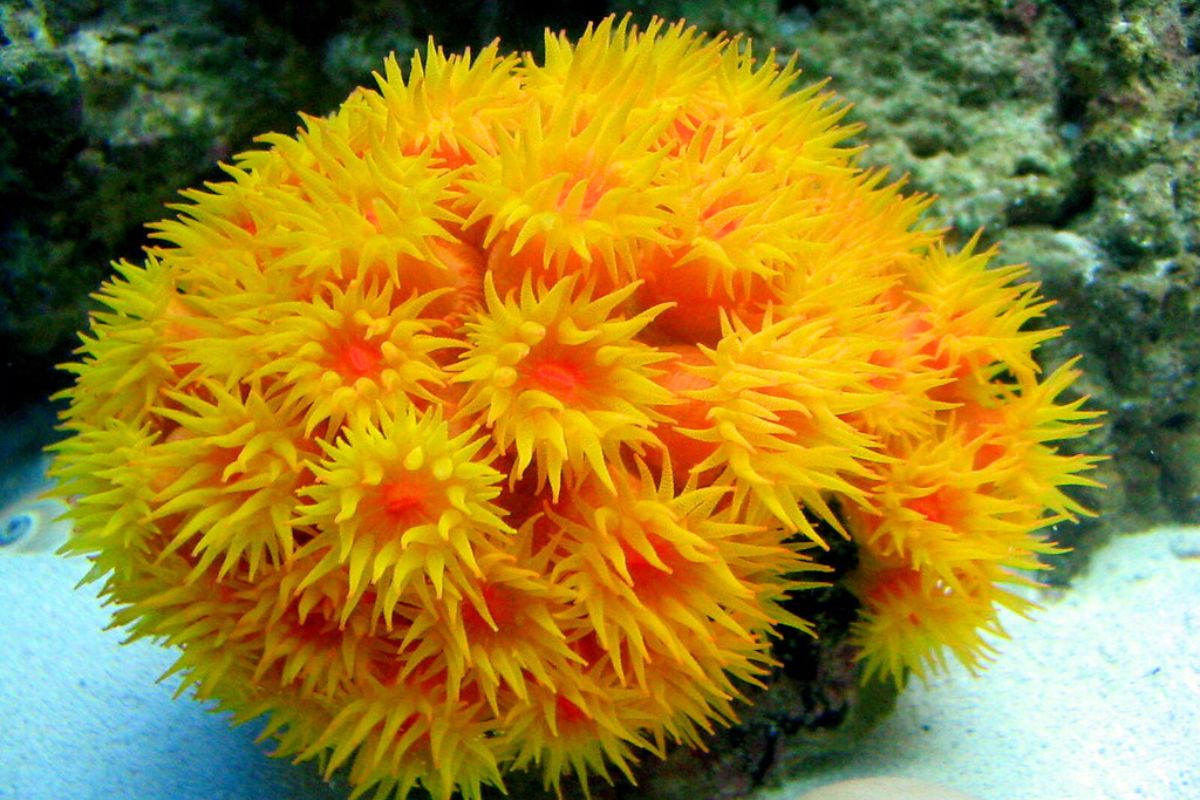 12 Different Types Of Coral - Tededer.com