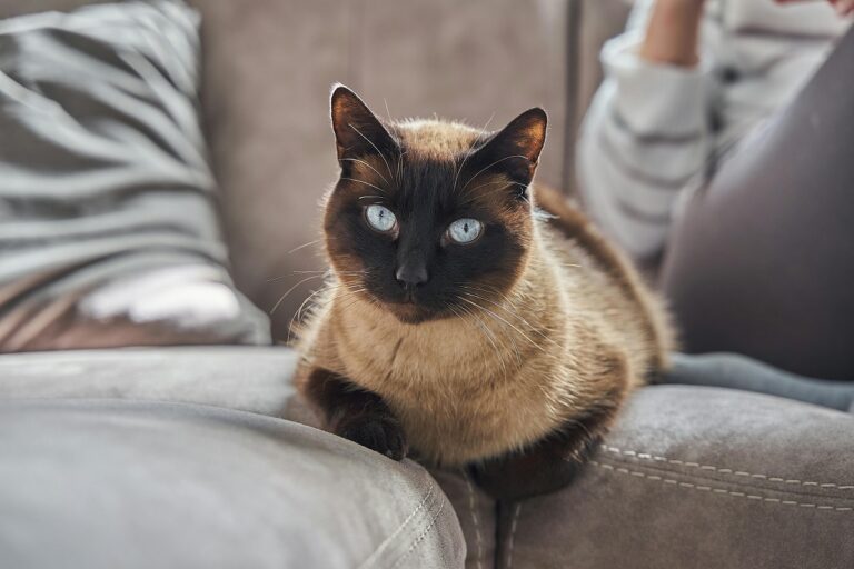 15 Short-Haired Cat Breeds - Less Brushing, More Cuddling!