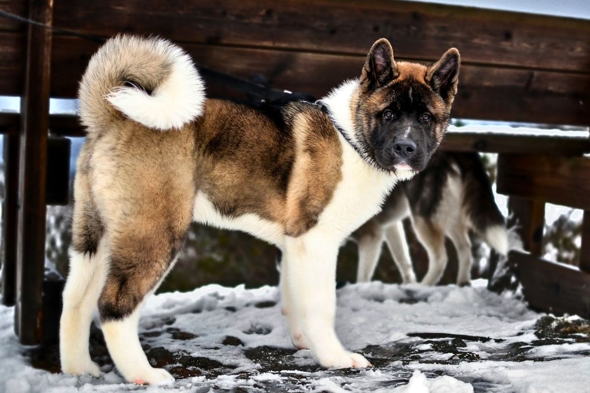 15 Most Brave And Courageous Dog Breeds In The World - Tededer.com