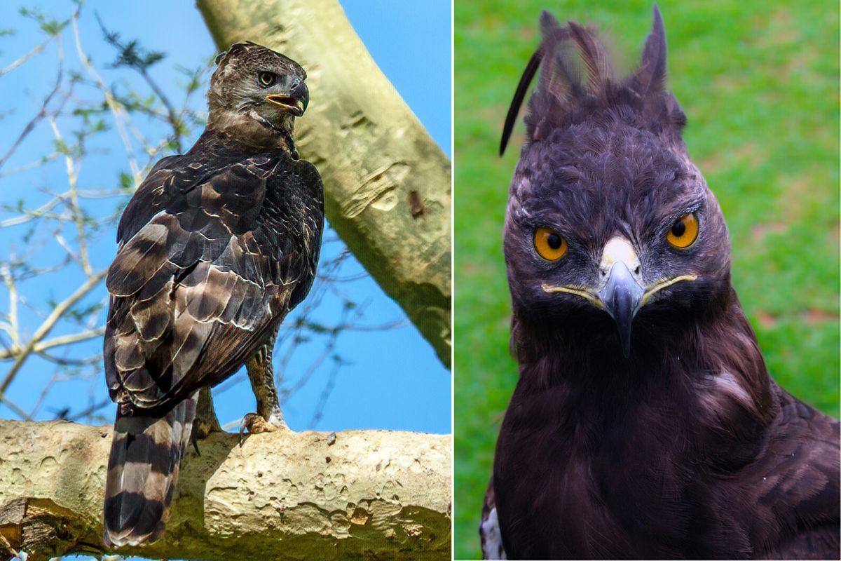 13 Different Types Of Eagles Present In The World - Avesei.com