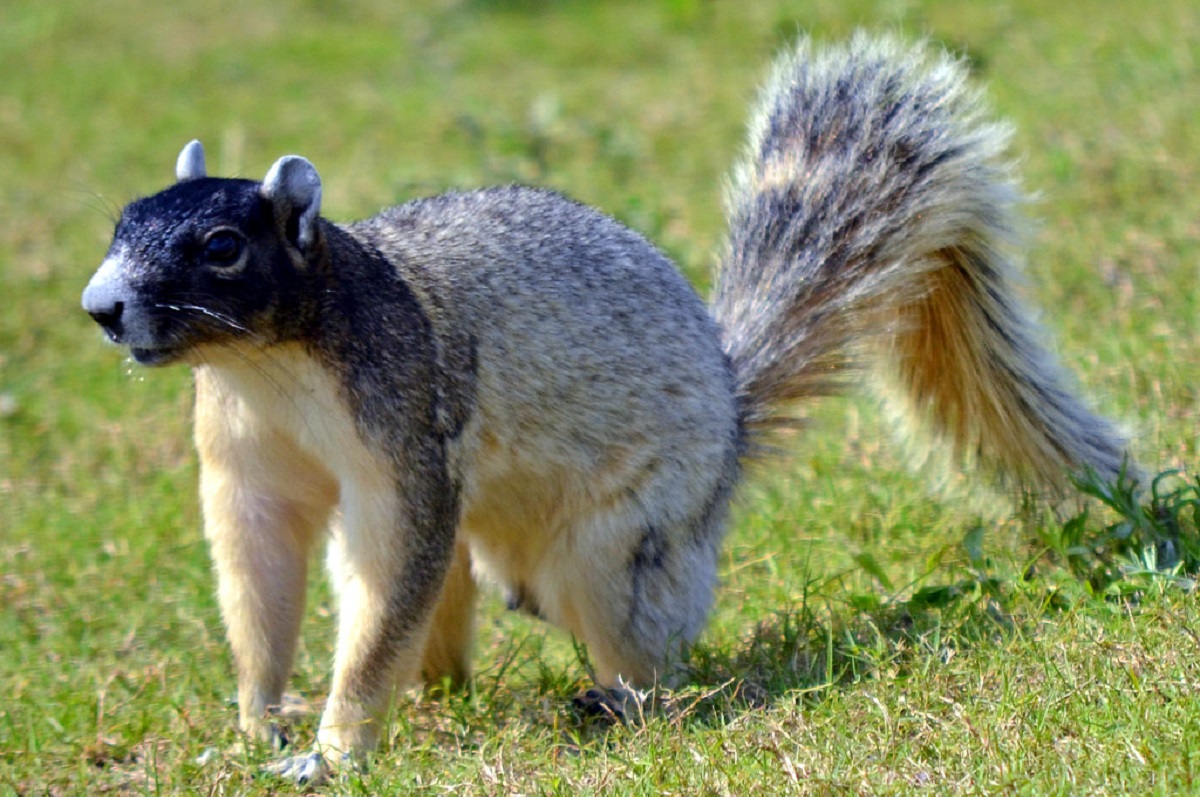 11 Different Types Of Squirrels - Tededer.com