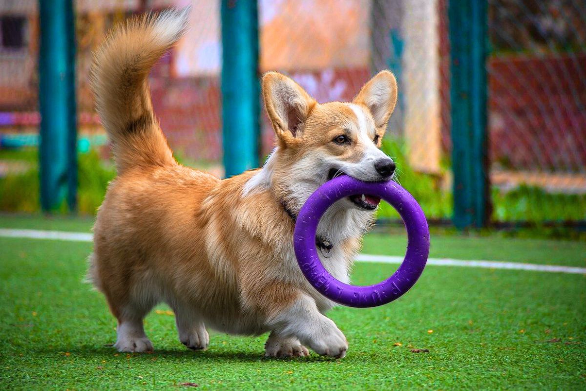 Are Corgis Good Family Dogs? Everything You Need To Know - Avesei.com