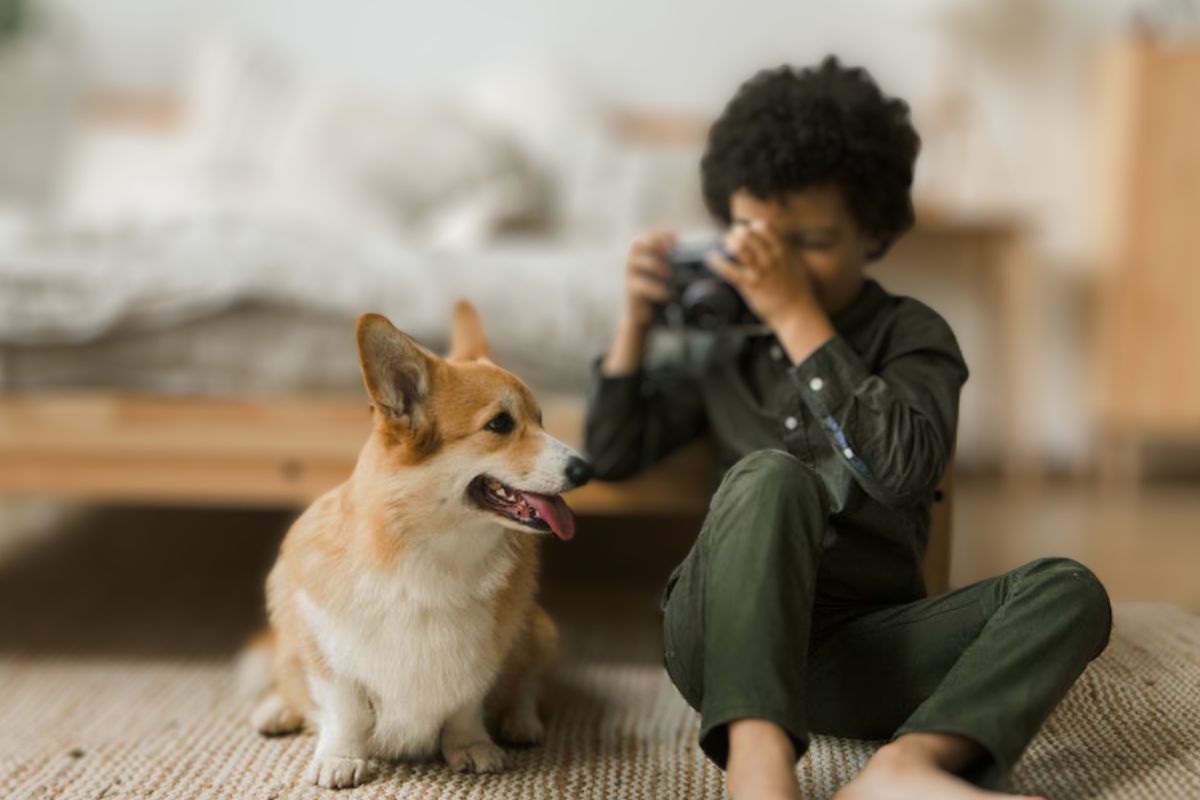 Are Corgis Good Family Dogs? Everything You Need To Know - Avesei.com