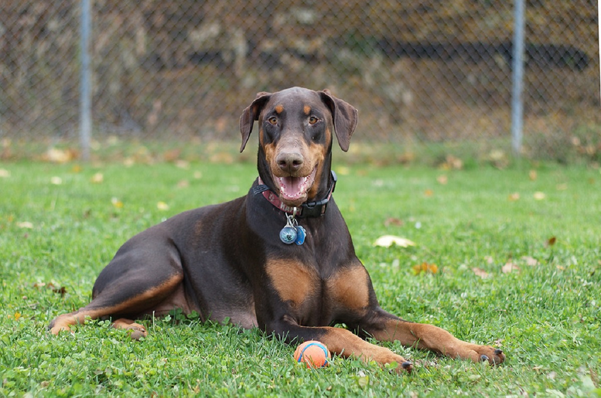 Are Dobermans Good Guard Dogs For Your Home? - Ethawi.com