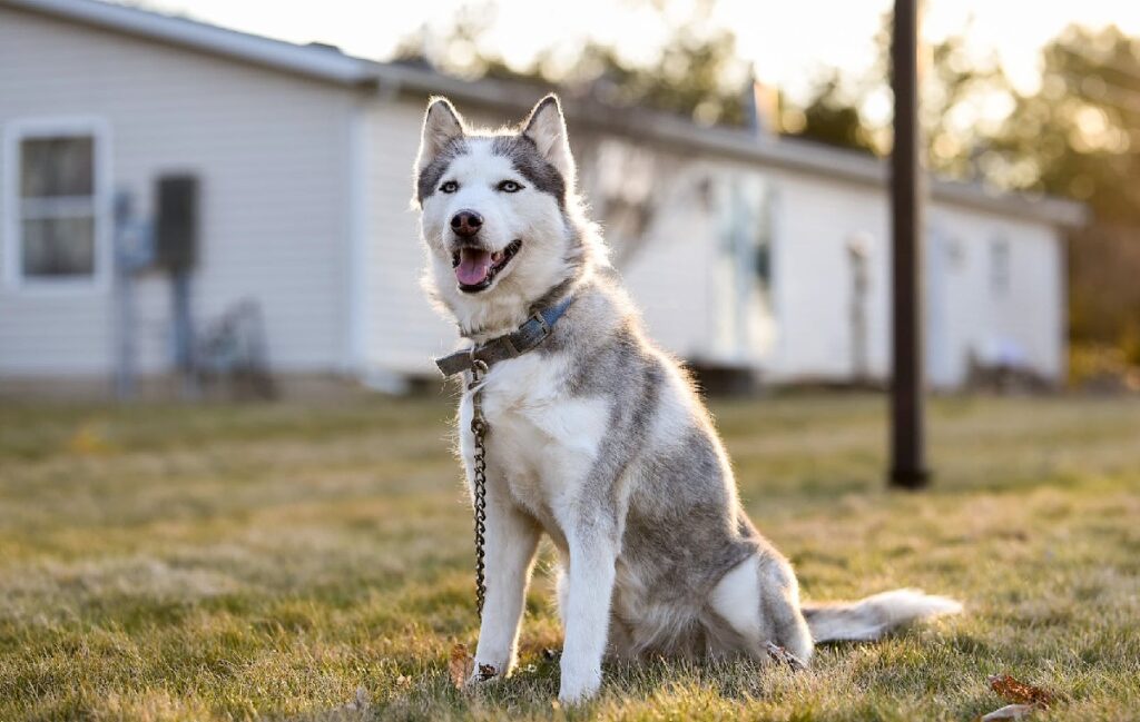 Are Huskies Good Guard Dogs? Unveiling The Truth