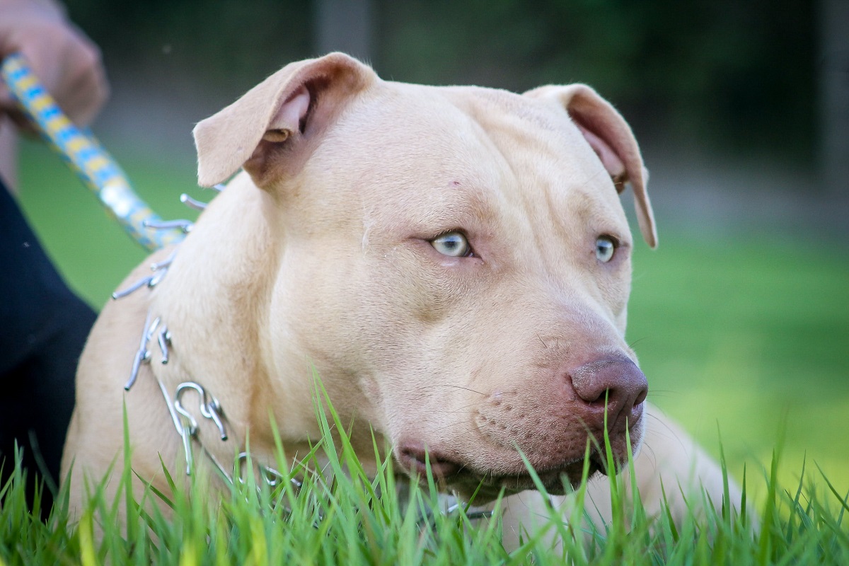 Are Pit Bulls Good Guard Dogs? Benefits And Considerations - Tededer.com