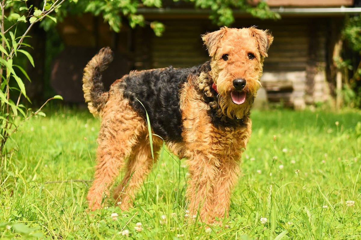 9 Best Dog Breeds With Beards