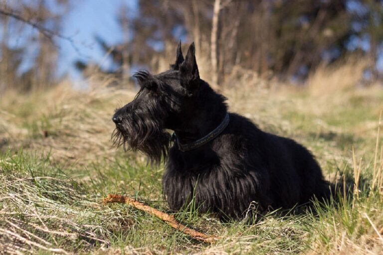 9 Best Dog Breeds With Beards