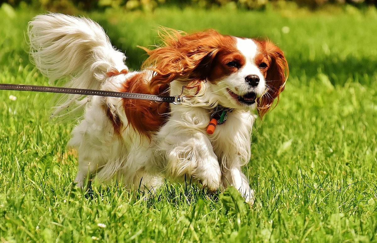 11 Dog Breeds That Are Good With Cats