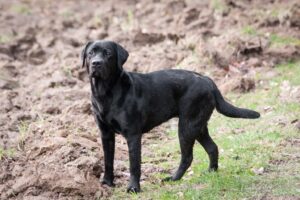 9 Best Tracking Dogs With Best Sense Of Smell