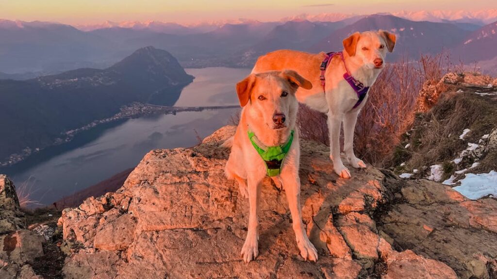 13 Best Dog Breeds For Hiking