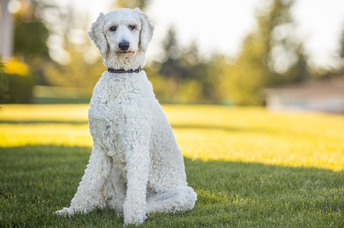 10 Low-Maintenance Guard Dog Breeds - Avesei.com