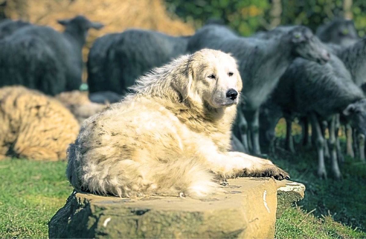 8 Best Farm Dogs For Protection And Security - Avesei.com