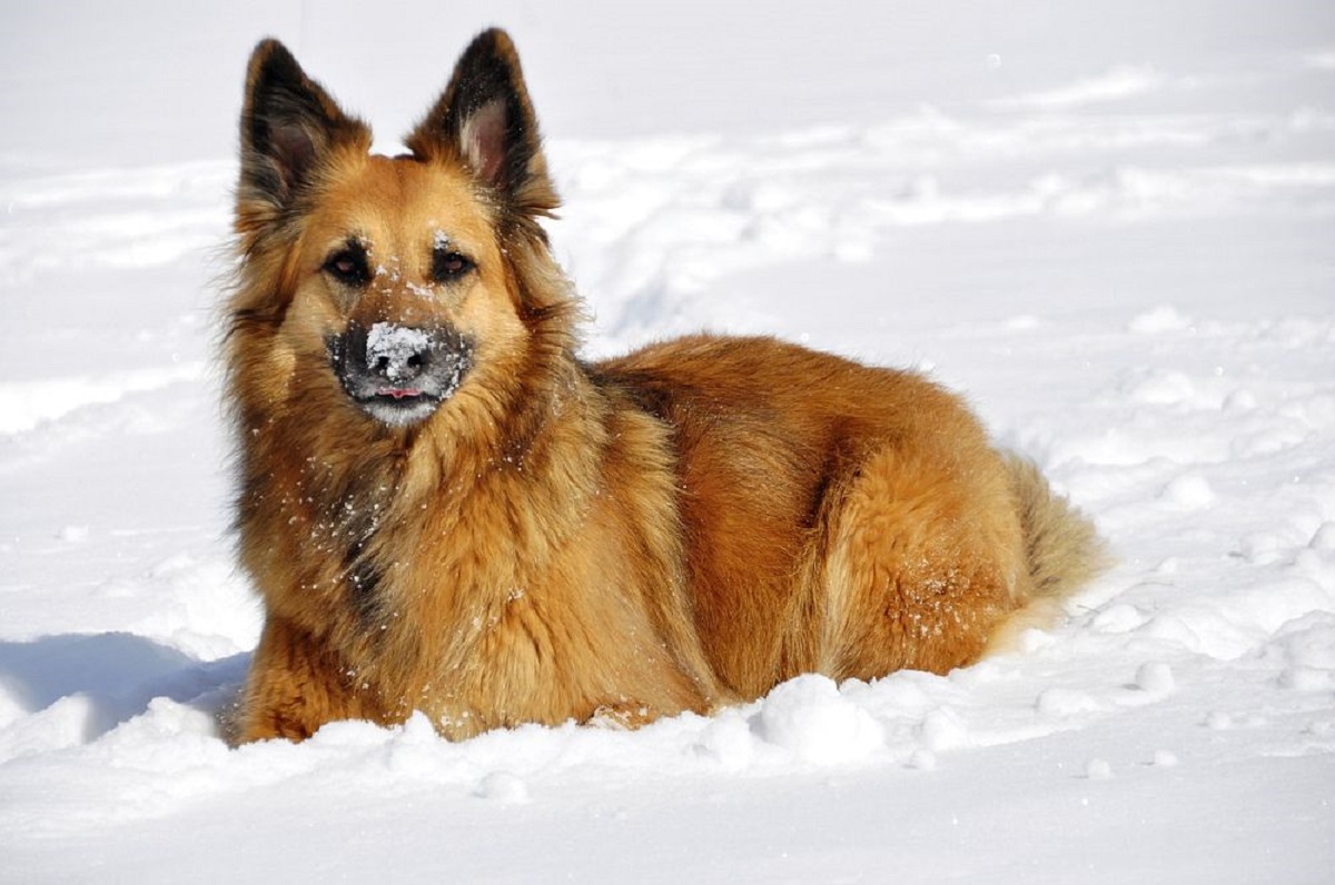 9 Best Guard Dogs For Cold Weather - Tededer.com