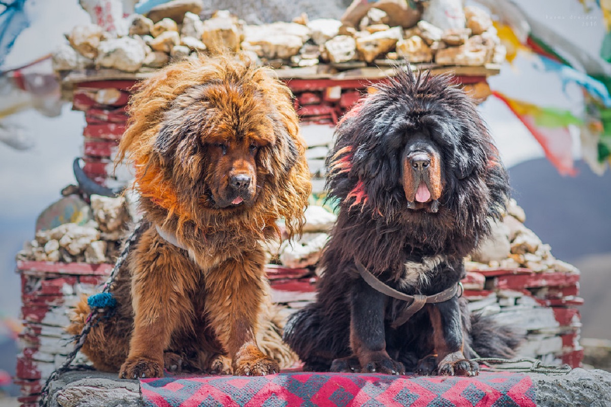 9 Best Guard Dogs For Cold Weather - Tededer.com