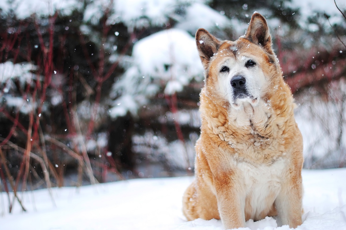 9 Best Guard Dogs For Cold Weather Environments - Avesei.com