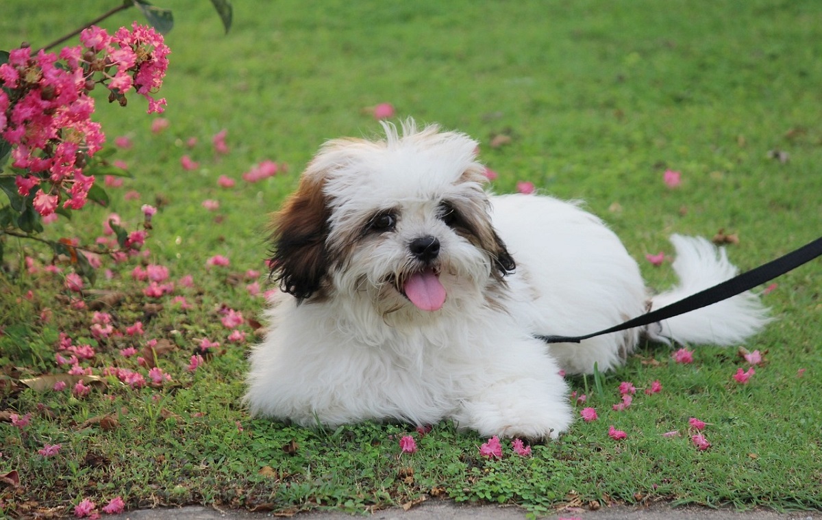 11 Calm Small Dog Breeds That Steal Hearts