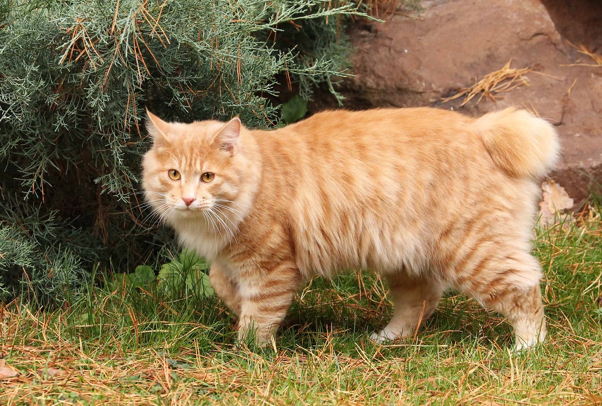 10 Large Cat Breeds - All About Big Cat Breeds