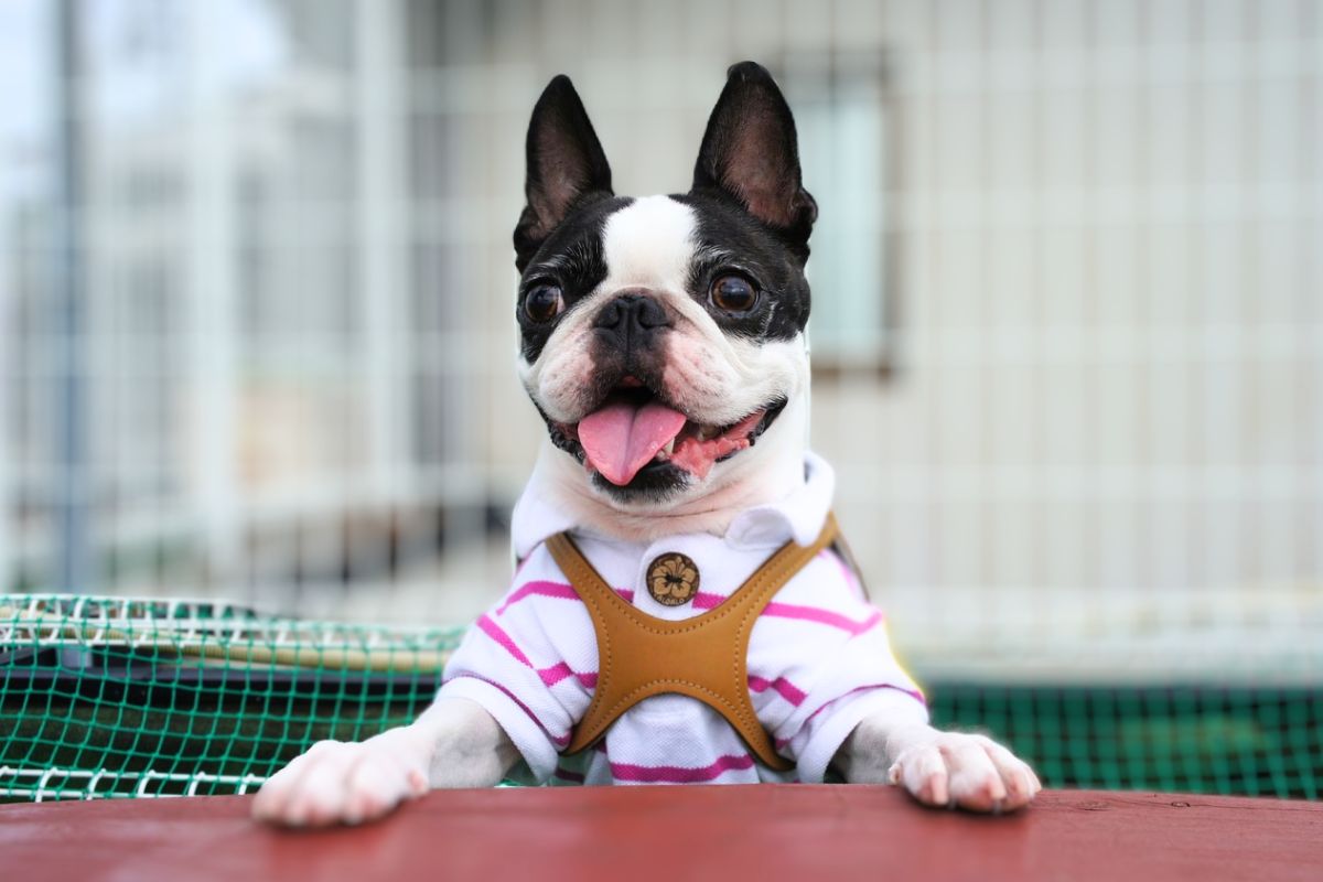 11 Dog Breeds With Big Ears (So Adorable!)