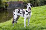 21 Spotted Dog Breeds And What Makes Them Special