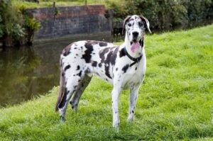 21 Spotted Dog Breeds And What Makes Them Special
