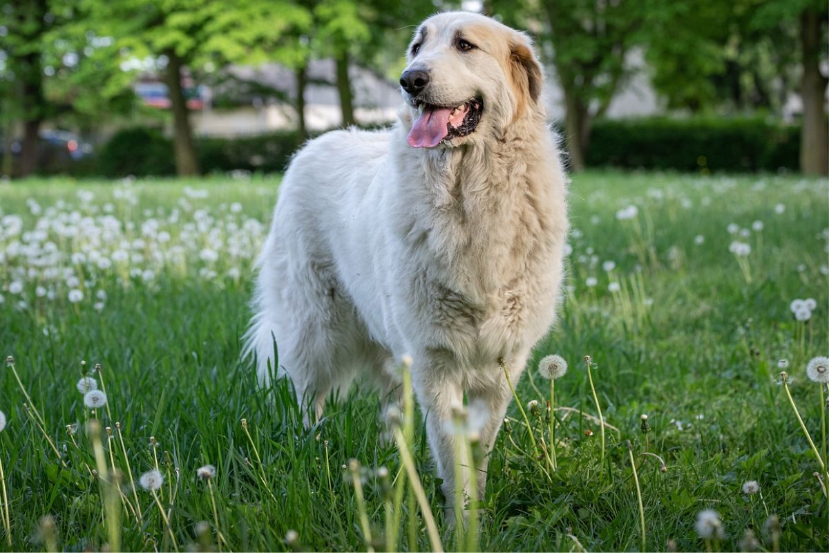 Top 11 Biggest Dog Breeds In The World! - Avesei.com