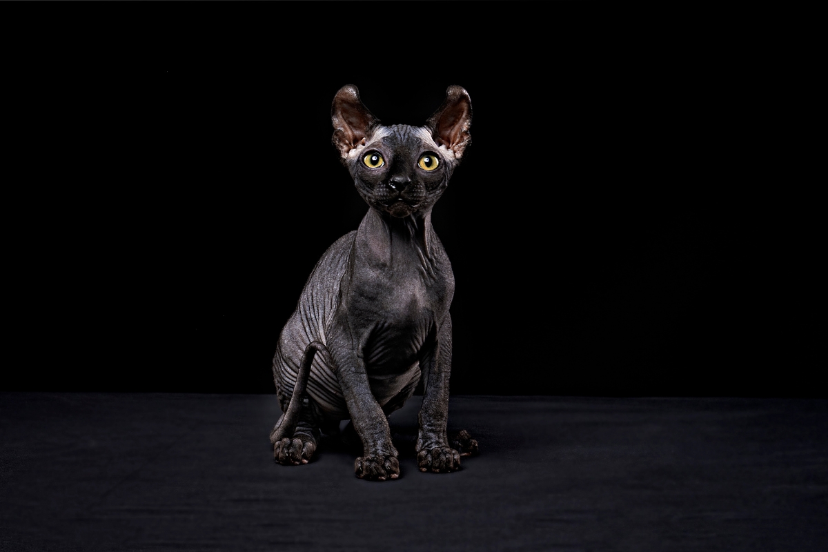 15 Black Cat Breeds For Good Luck - Avesei.com