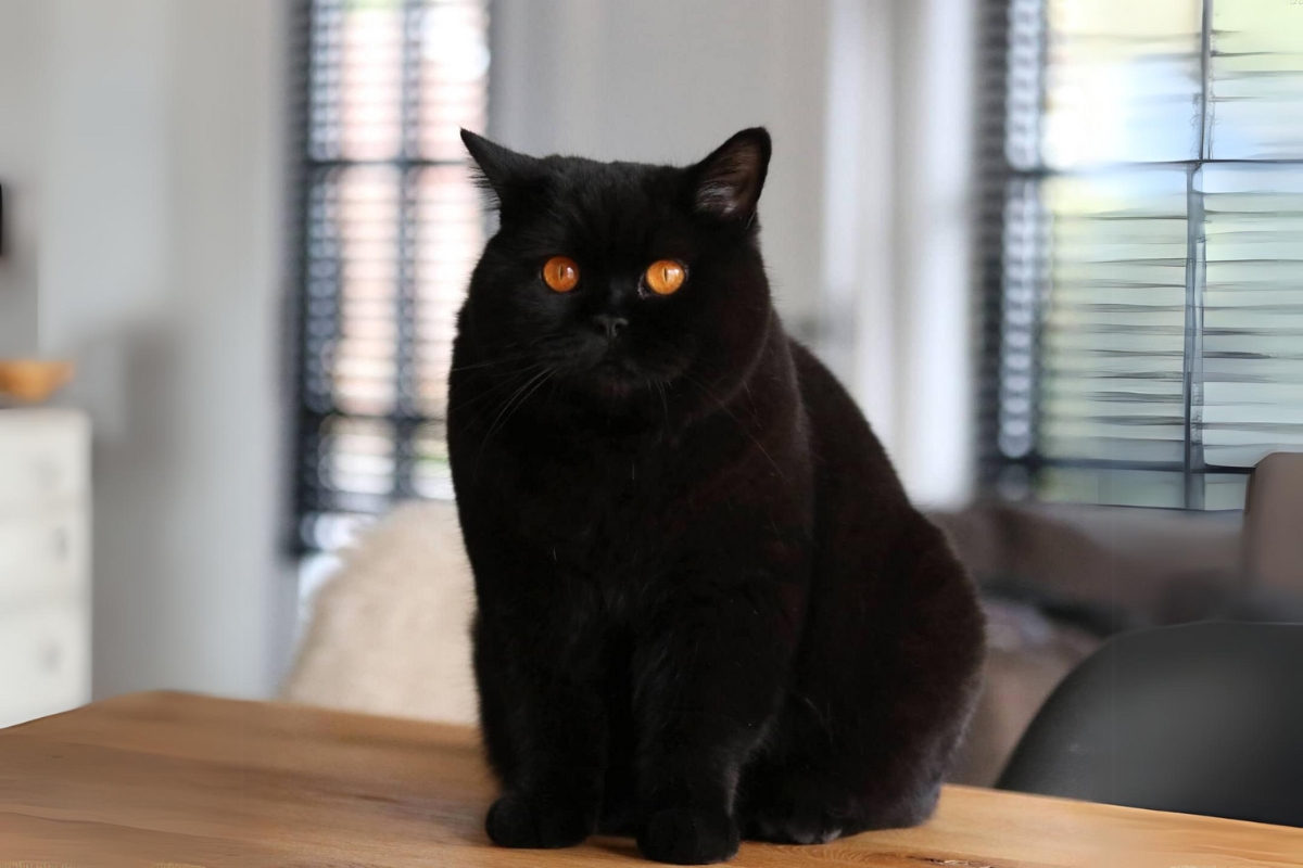 15 Black Cat Breeds For Good Luck - Avesei.com