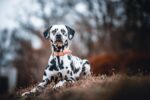21 Spotted Dog Breeds And What Makes Them Special