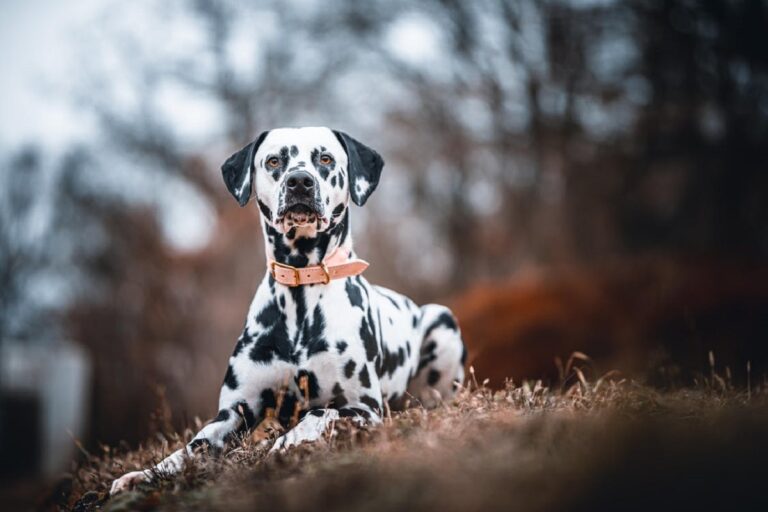 21 Spotted Dog Breeds And What Makes Them Special