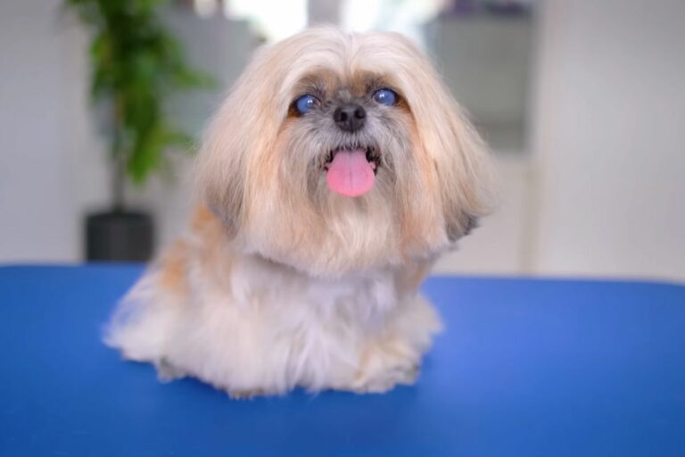 8 Types Of Shih Tzu Breeds - All You Need To Know!
