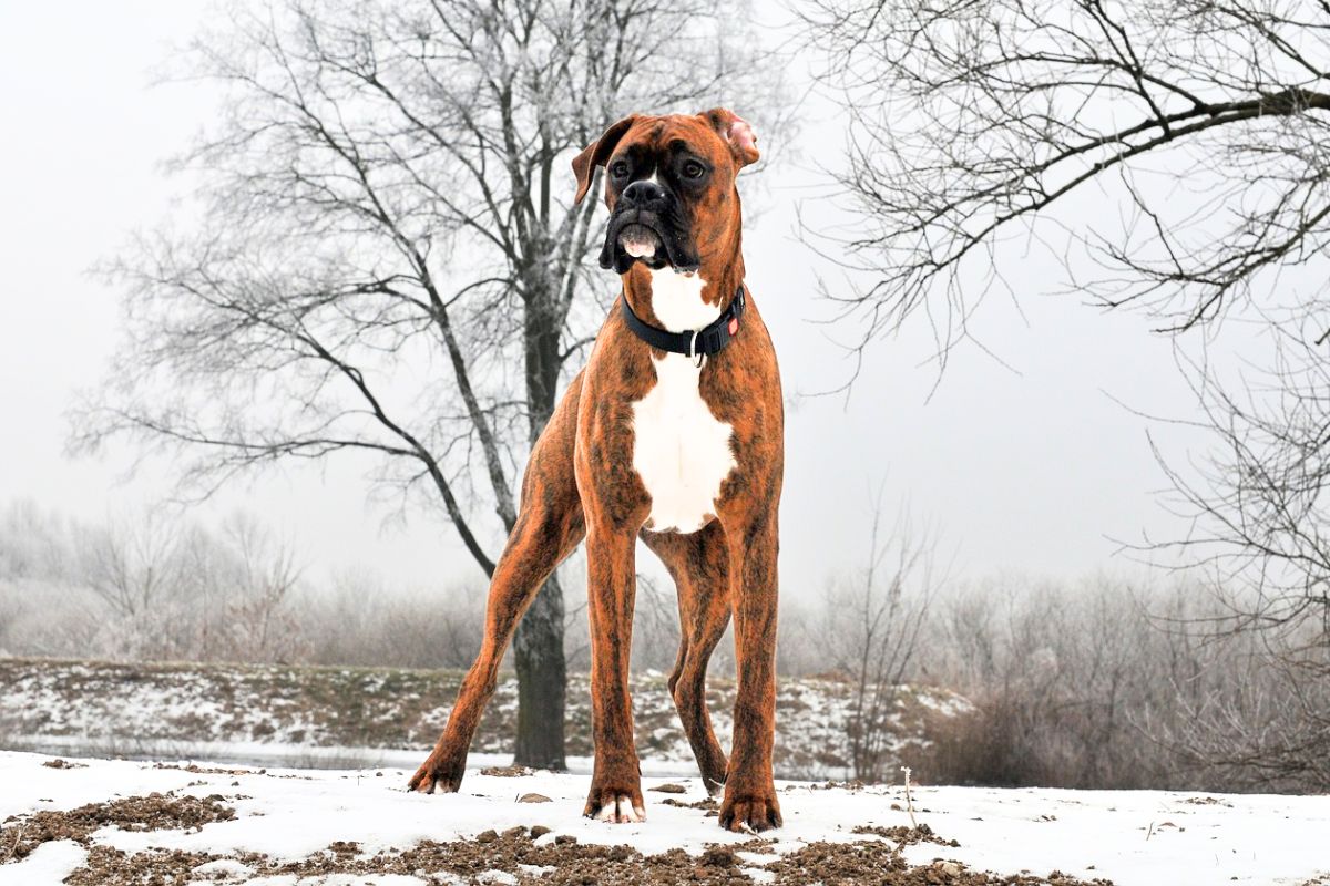 Are Boxers Good Guard Dogs? Truth Behind Them - Tededer.com