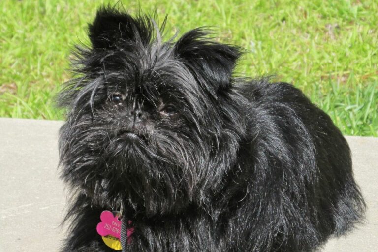 16 Flat-Faced Dog Breeds – Understanding Brachycephalic Breeds - Ethawi.com
