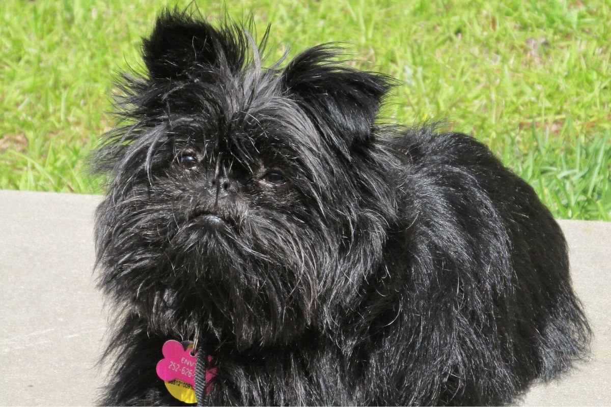 16 Flat-Faced Dog Breeds - Understanding Brachycephalic Breeds