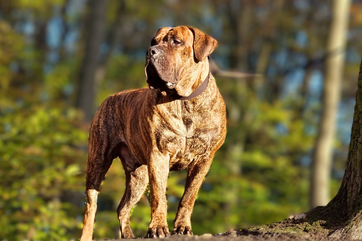 15 Most Fearless Dog Breeds: Canines With Unmatched Bravery! - Avesei.com